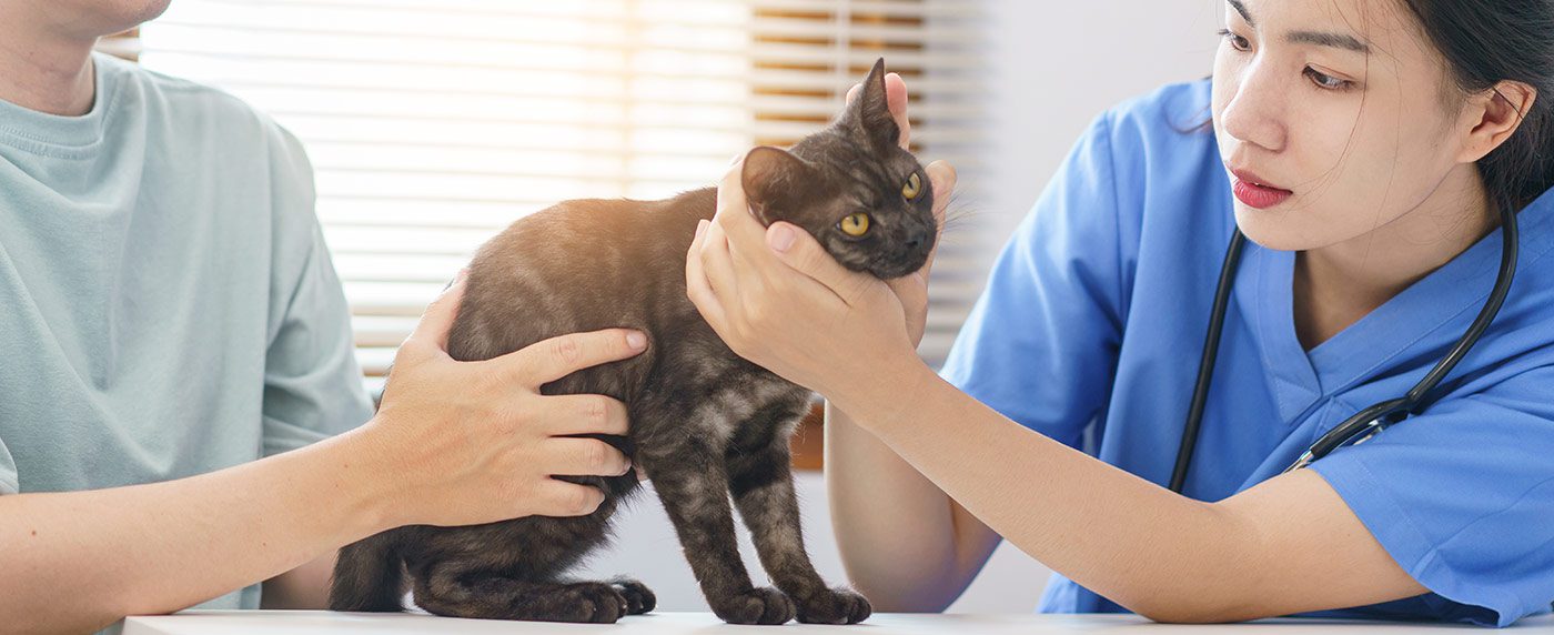 Prescription Refills | Willow Animal Hospital