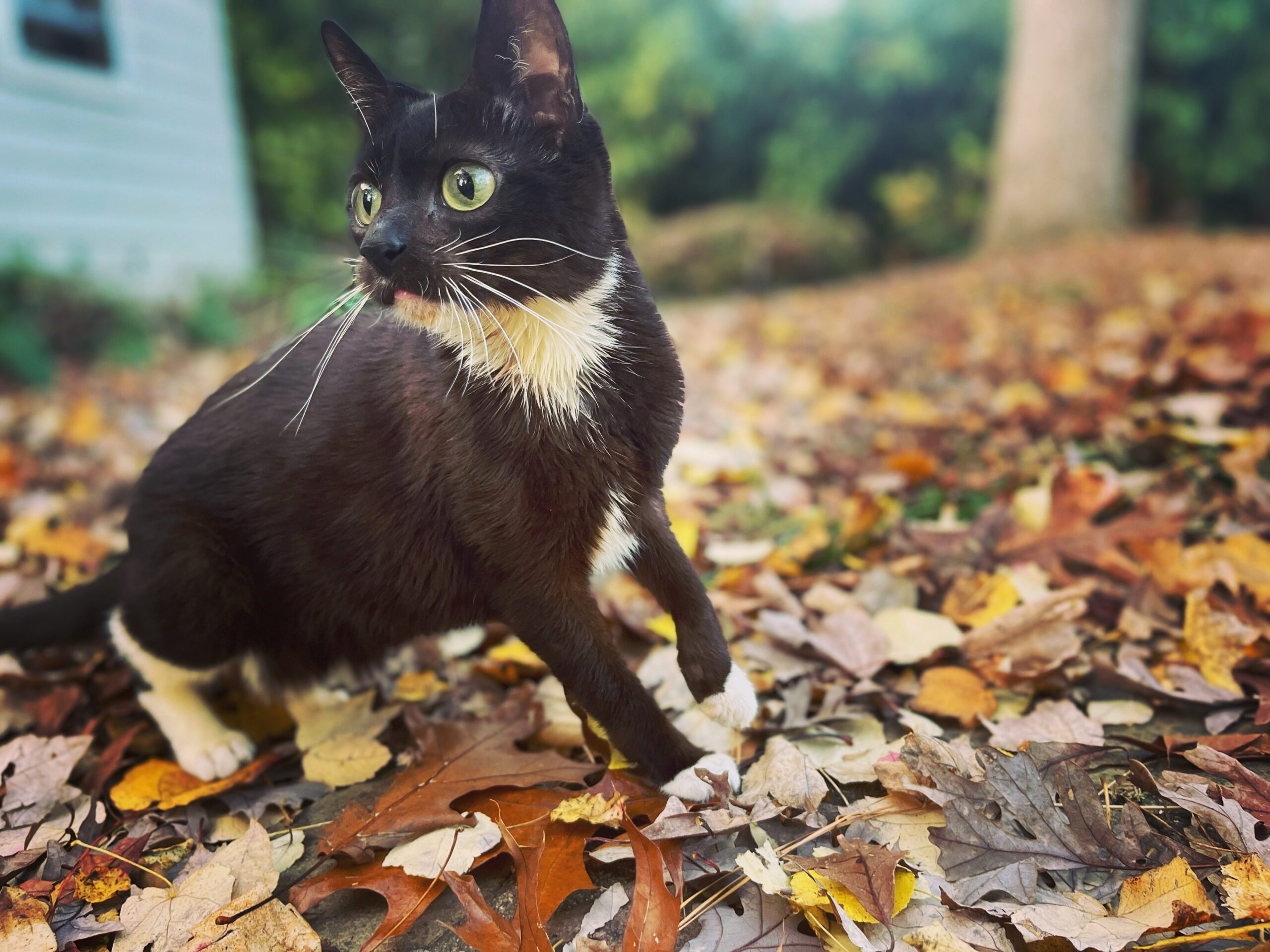 News From Willow | Willow Animal Hospital